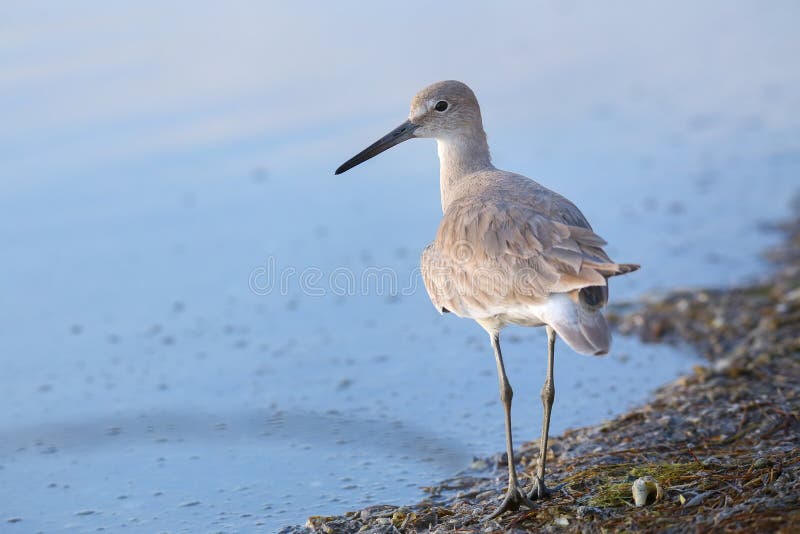Willet (Tringa Semipalmata) Stock Photo - Image of sanibel, shank: 66050594