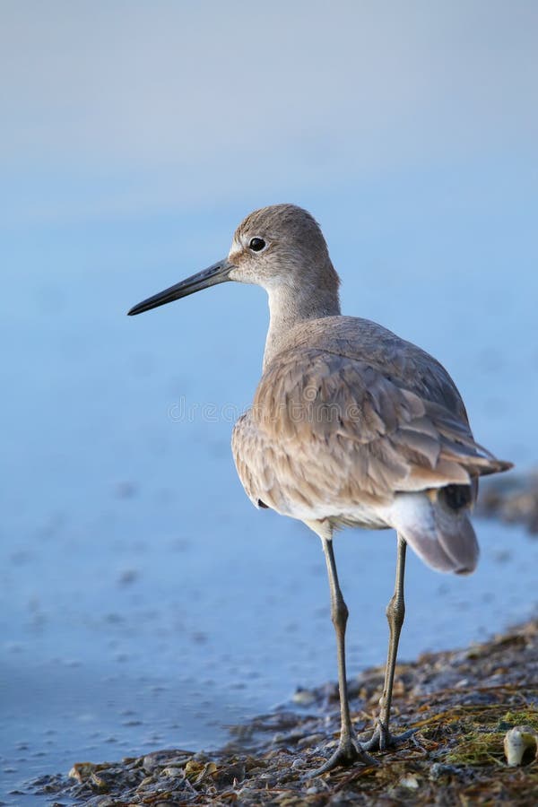 Willet (Tringa Semipalmata) Stock Photo - Image of ornithology, long ...