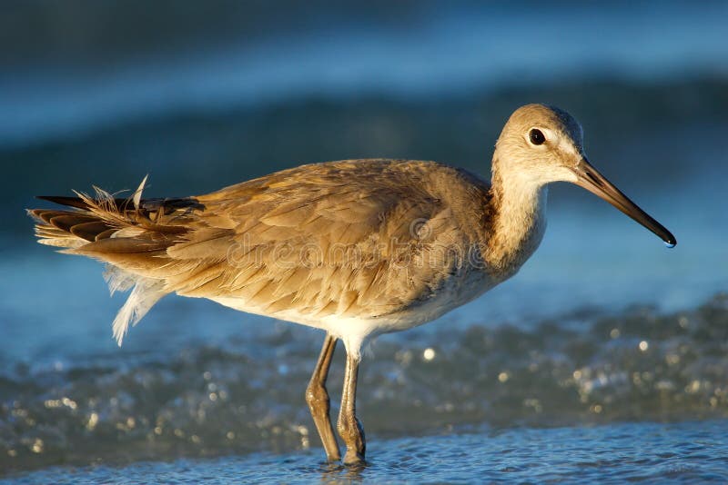 Willet (Tringa Semipalmata) Stock Photo - Image of feather, florida ...