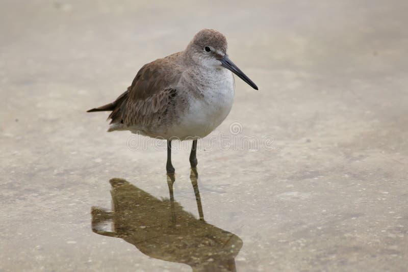 Willet (Tringa Semipalmata) Stock Photo - Image of ornithology, long ...