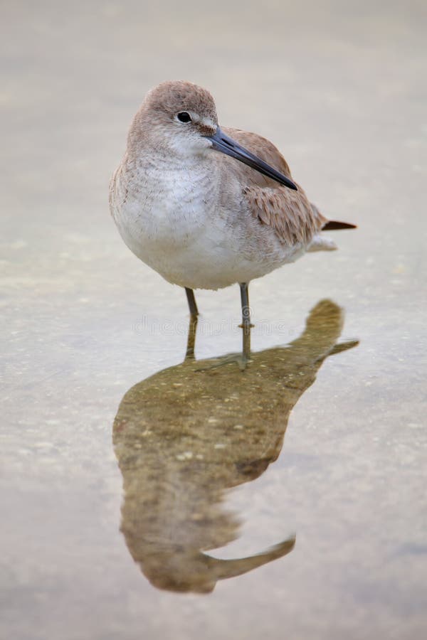 Willet (Tringa Semipalmata) Stock Photo - Image of feather, florida ...
