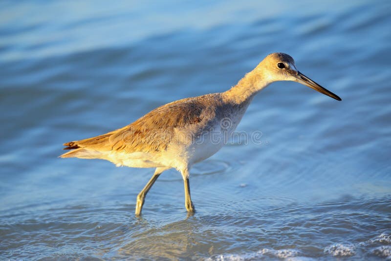 Willet (Tringa Semipalmata) Stock Photo - Image of feather, florida ...