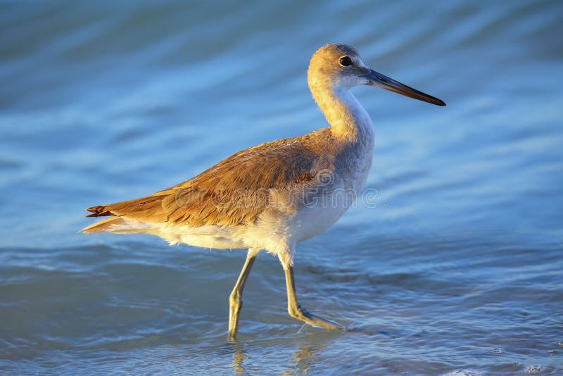 Willet (Tringa Semipalmata) Stock Photo - Image of sanibel, beak: 66852360