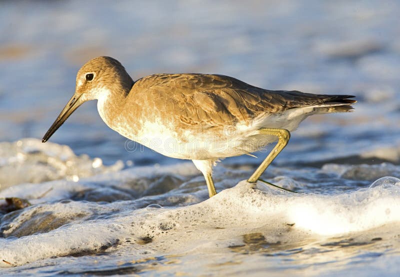 Willet, Western Willet, Catoptrophorus Semipalmatus Stock Image - Image ...