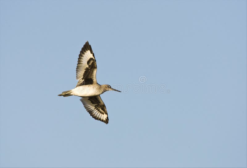 Willet, Western Willet, Catoptrophorus Semipalmatus Stock Image - Image ...