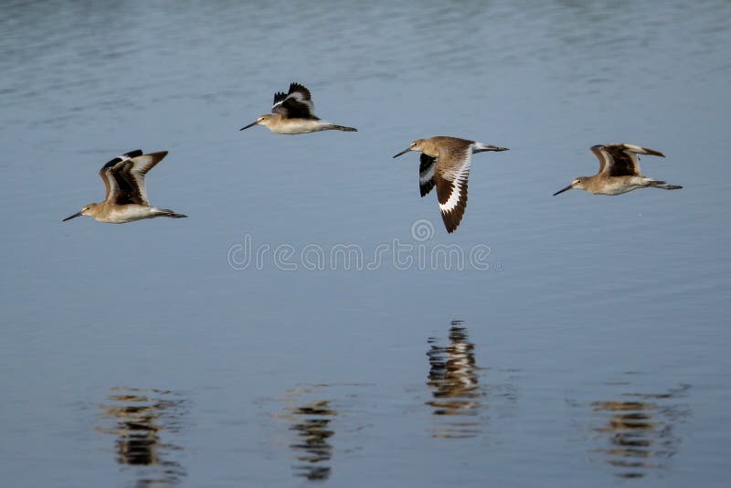 Willets (Tringa Semipalmata) Flying Stock Photo - Image of beach ...