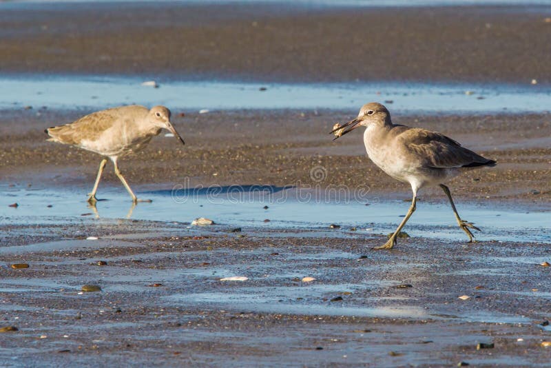 Willets stock photo. Image of animal, shorebird, beach - 64135706