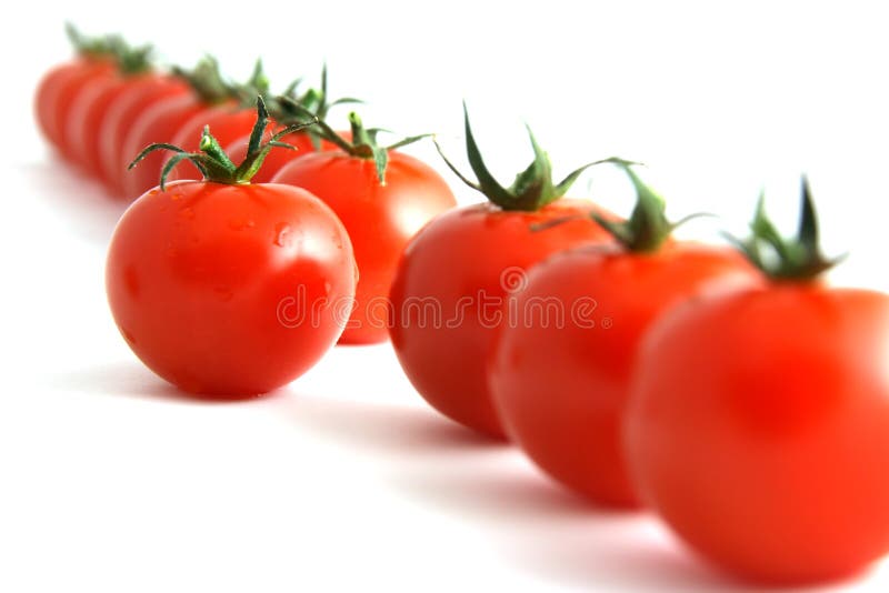 Willful tomato stock image. Image of commitment, isolated - 1764633 Willful tomato stock image. Image of commitment, isolated - 1764633