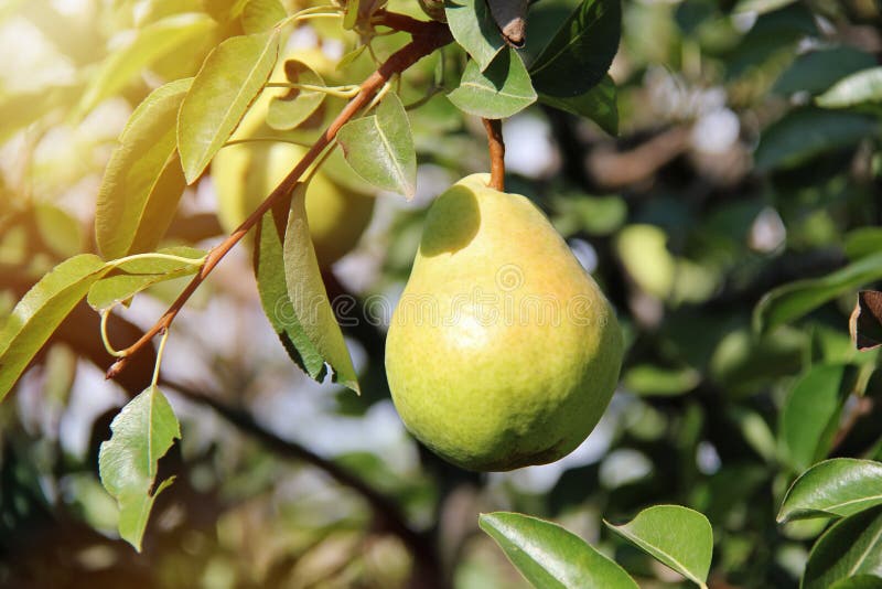 William Pear Hanging on Tree Branch Stock Photo - Image of harvest ...