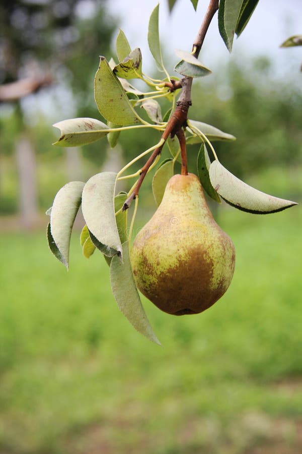 William Pear on Tree in the Garden Stock Photo - Image of branch ...