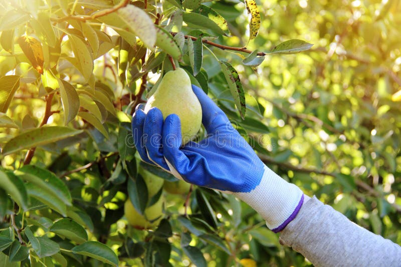 William Pear Tree with Hand Harvesting or Taking the Fruit Stock Photo ...