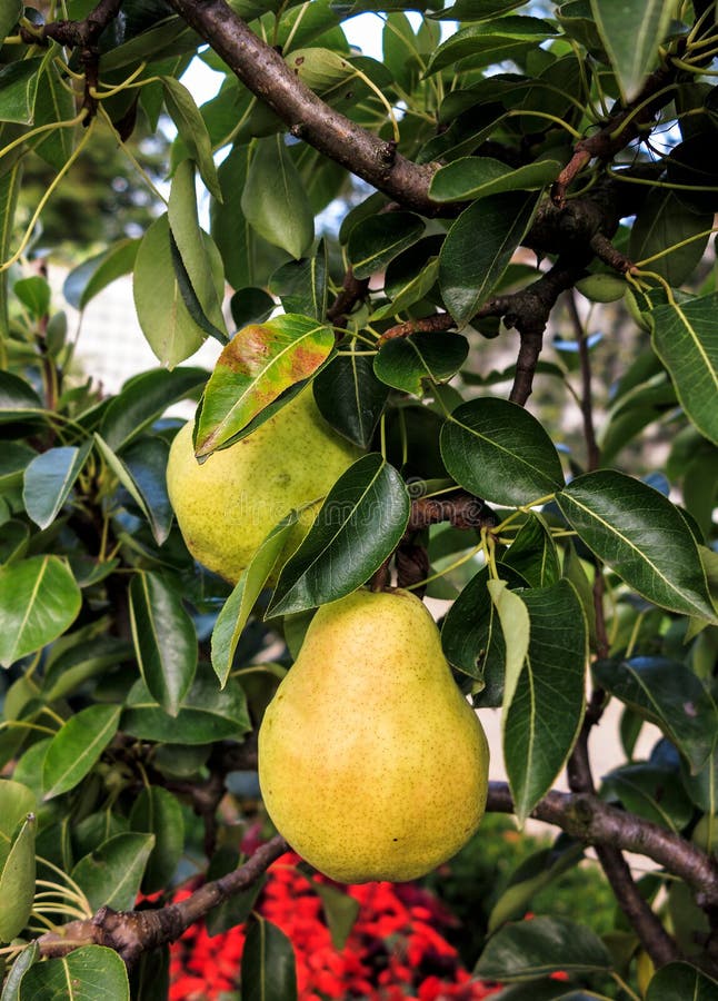 Ripe Williams' Pears stock image. Image of nutritious - 1617347