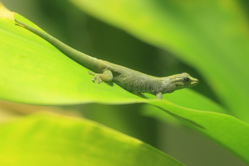 Williams dwarf gecko stock photo. Image of leaf, lizard - 377122562