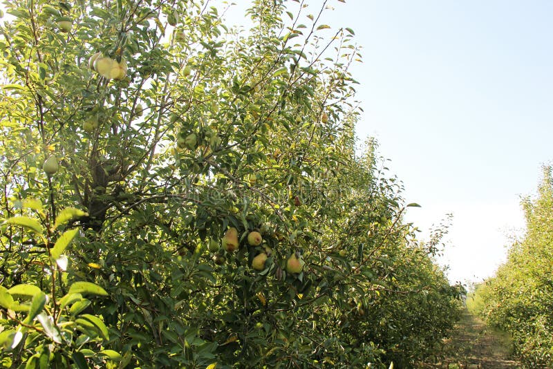 Williams Pear Tree Orchard with Fruit Branches in Orchard Stock Image ...