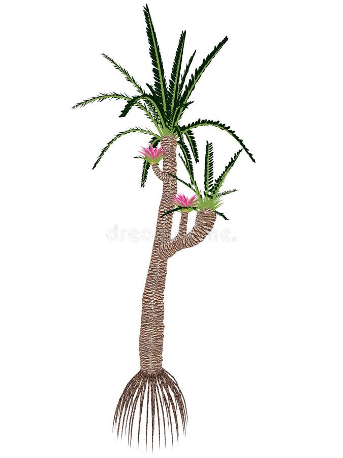 Asteroxylon Mackiei Prehistoric Plant - 3D Render Stock Illustration ...