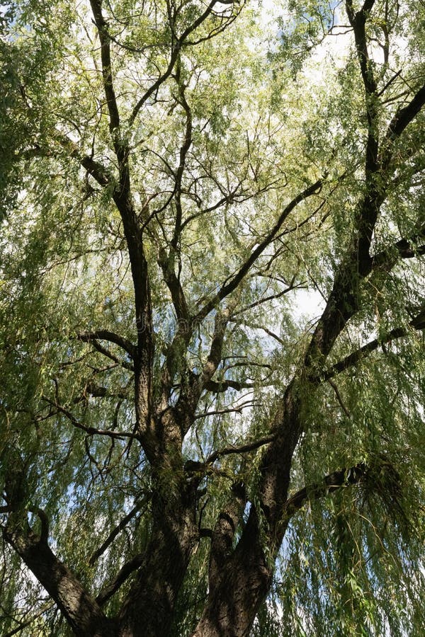 WillowLush Willow Crown. Green Leaves on the Tree. Stock Image - Image ...