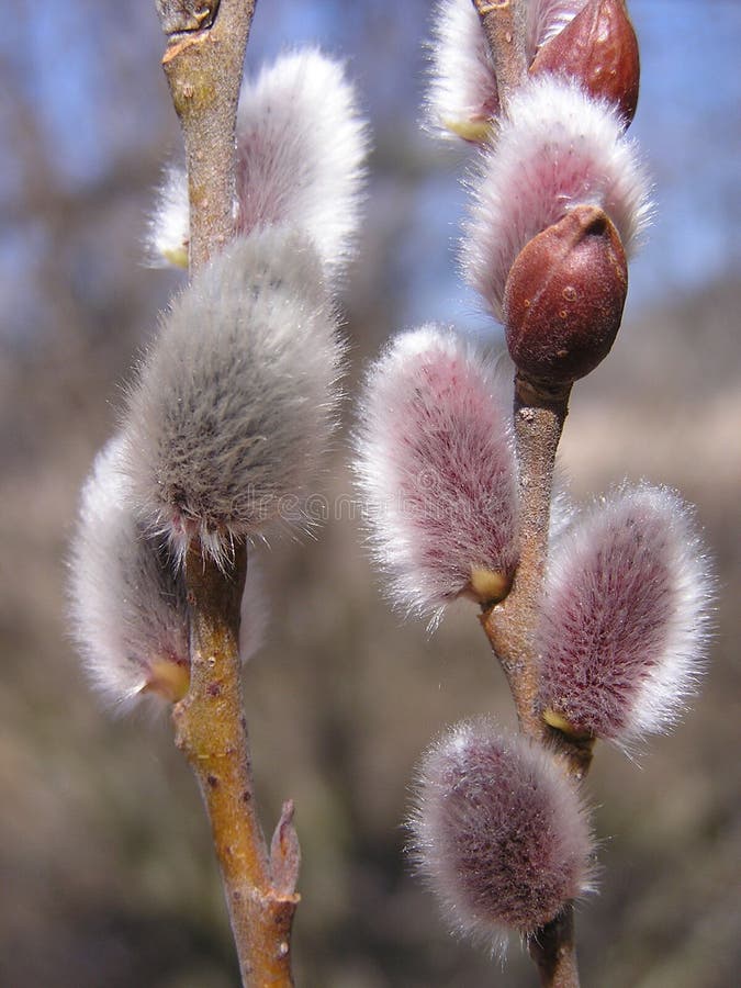 Willow stock photo. Image of soft, grey, fuzzy, willow - 314676