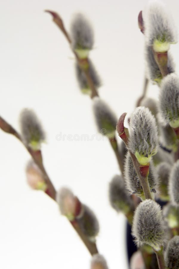 Fresh Willow Flowers in Spring Stock Photo - Image of willow, fragile ...