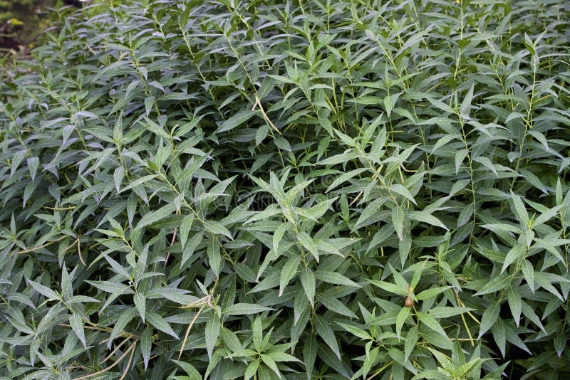 Willow Amsonia 820267 stock photo. Image of tabernaemontana - 200923778