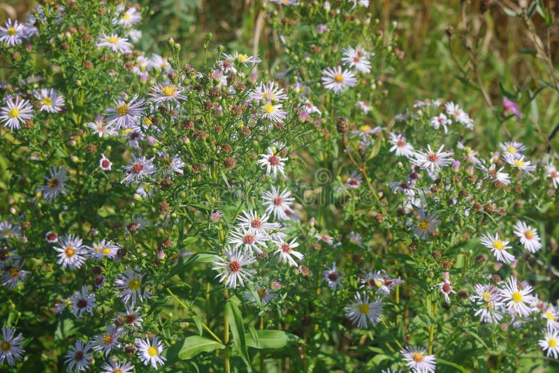 Willow Aster, Aster Amellus, Symphyotrichum Novi Belgii, 2 Stock Photo ...
