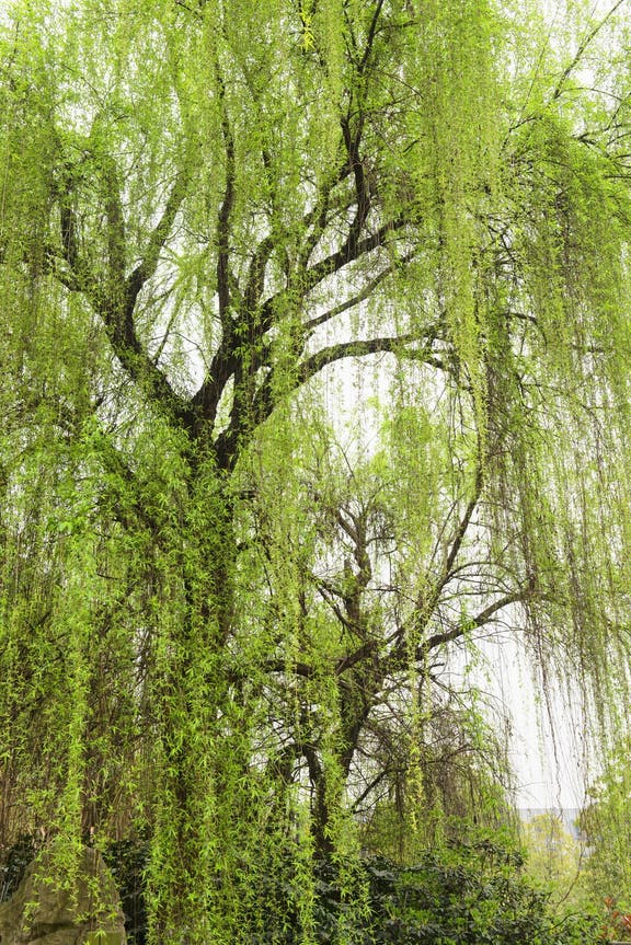 Willow in spring stock image. Image of growing, flying - 68792073