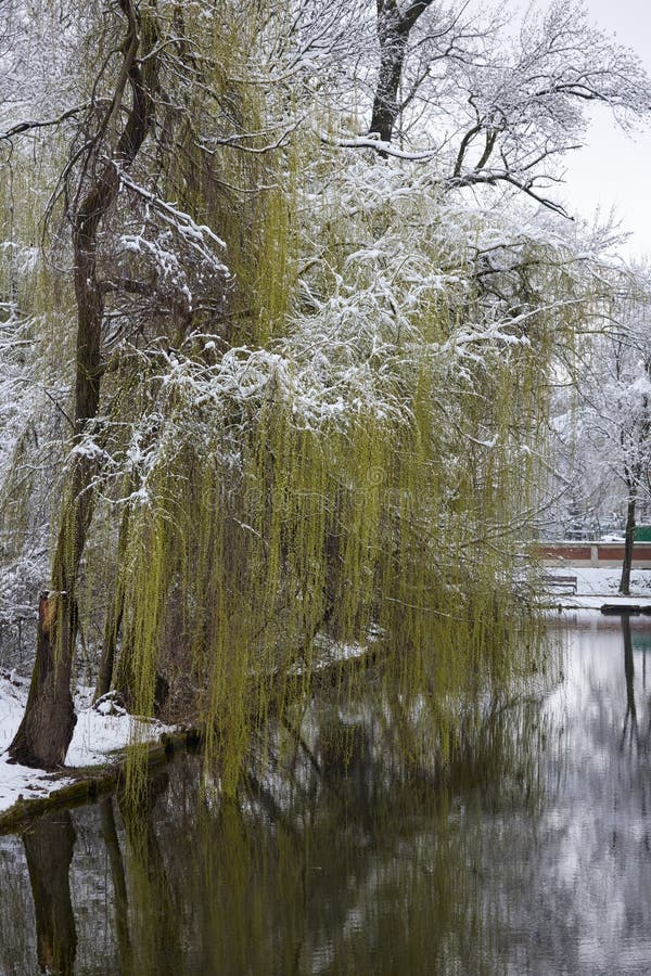 Willow on the Bank of a Lake on a Snowy Spring Stock Image - Image of ...