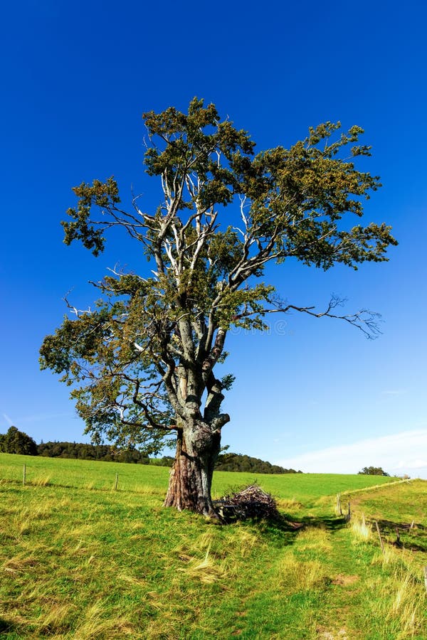 Willow beech stock image. Image of fagus, germany, dieback - 287791875