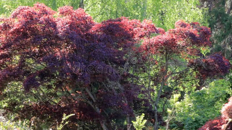 Willow Behind Japanese Maples with Bees and Bugs Flying Around Trees ...