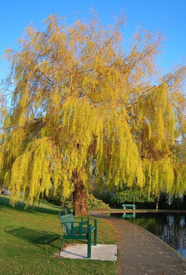 Willow and bench stock image. Image of nature, outdoor - 4935919