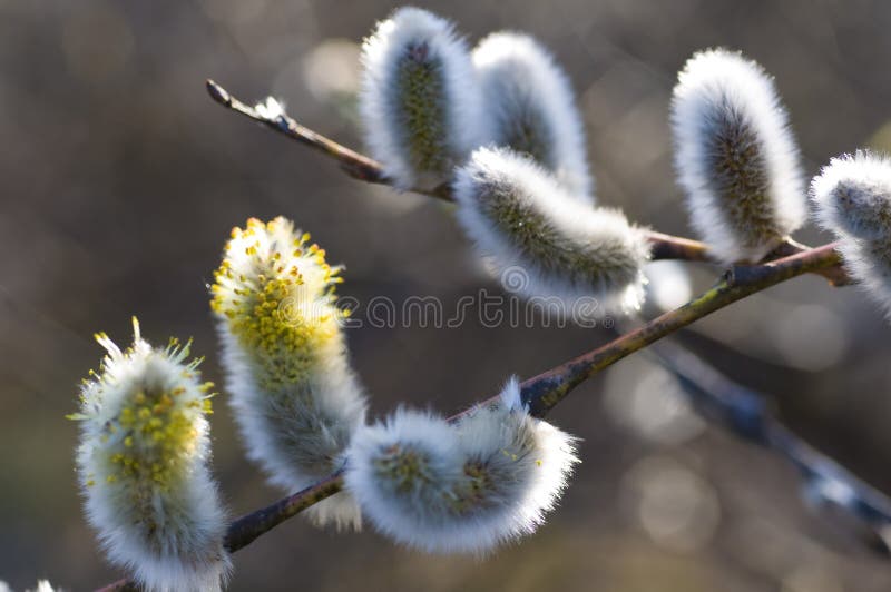 Willow bloom stock image. Image of willow, view, flora - 14152443