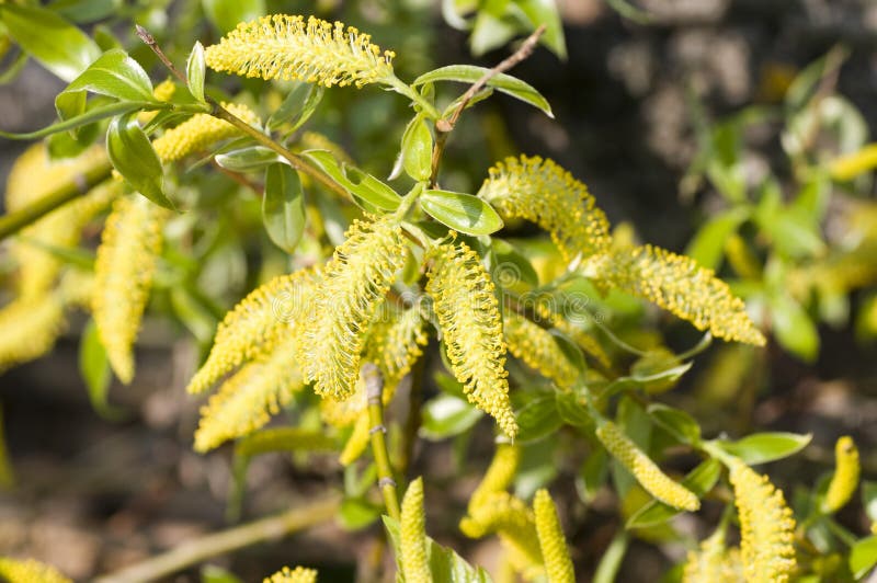 Willow bloom stock image. Image of willow, view, flora - 14152443
