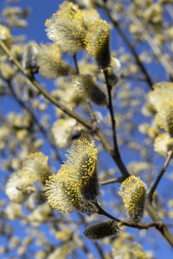 Willow blooming stock photo. Image of tree, blossoming - 211326350