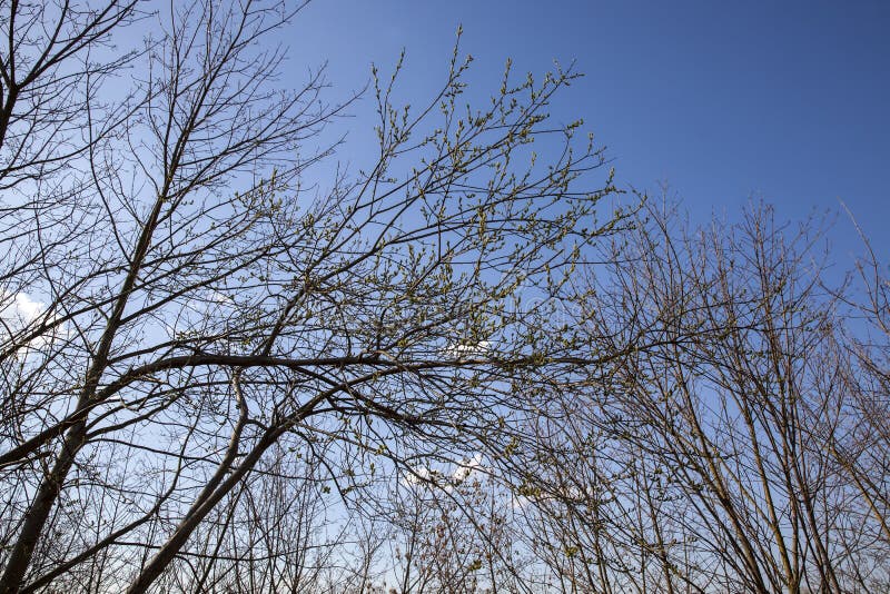 Willow during Blooming in the Spring of the Year Stock Image - Image of ...
