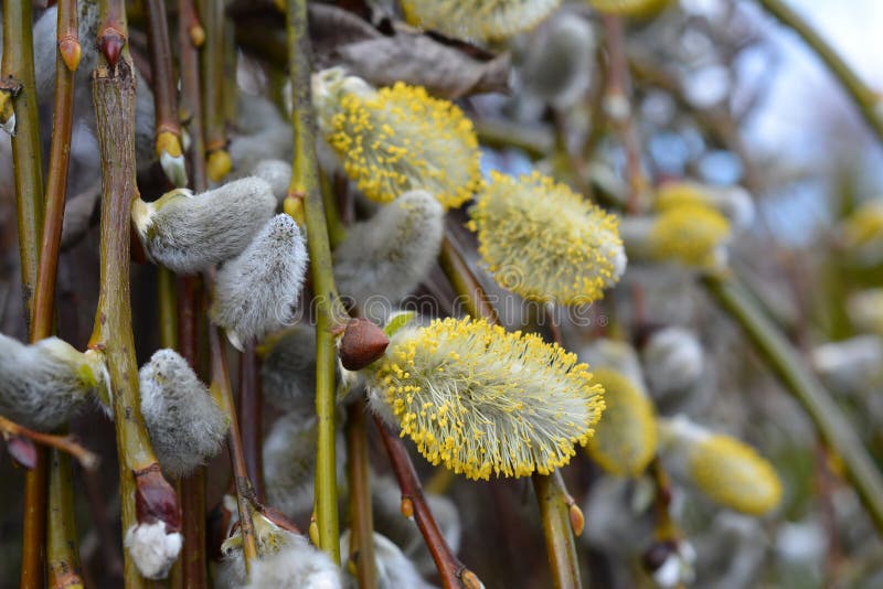 Willow. Blooming tree stock photo. Image of spring, willow - 77101162