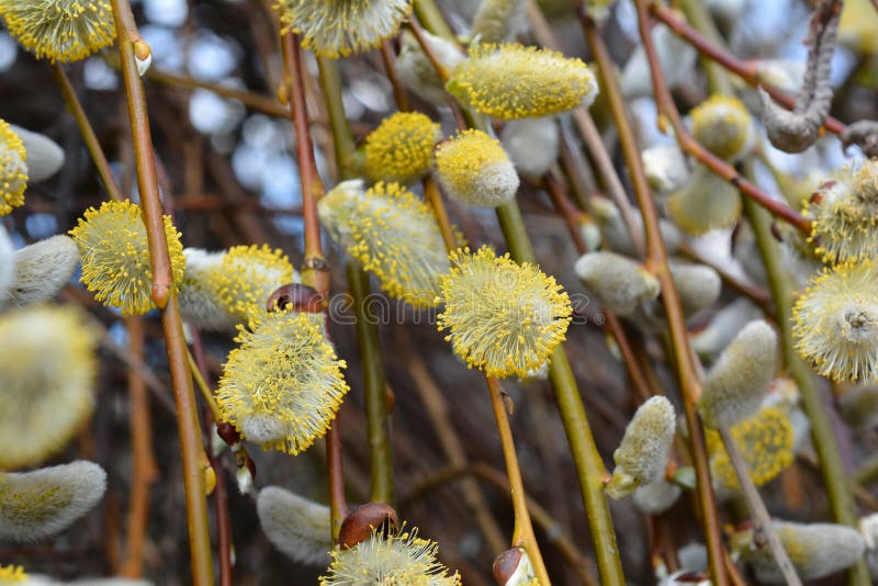 Willow. Blooming tree stock photo. Image of willow, flora - 77101228