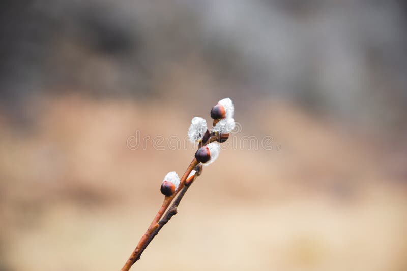 Willow Blossoms after Spring Rain Stock Image - Image of blossoms ...