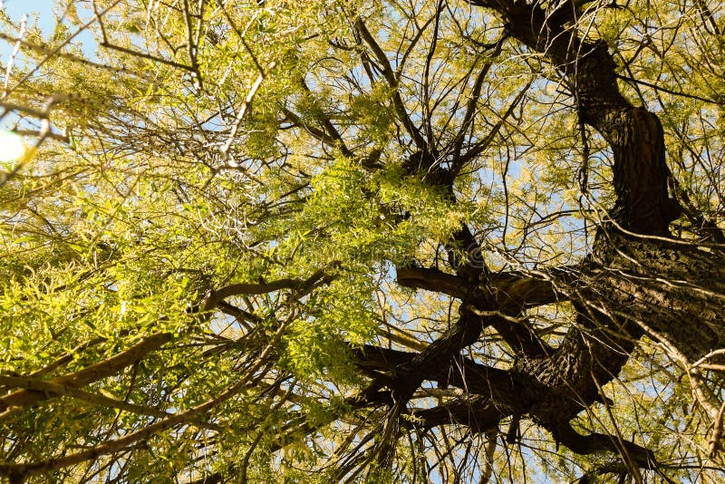 Tree from Bottom View in Summertime Stock Image - Image of field ...