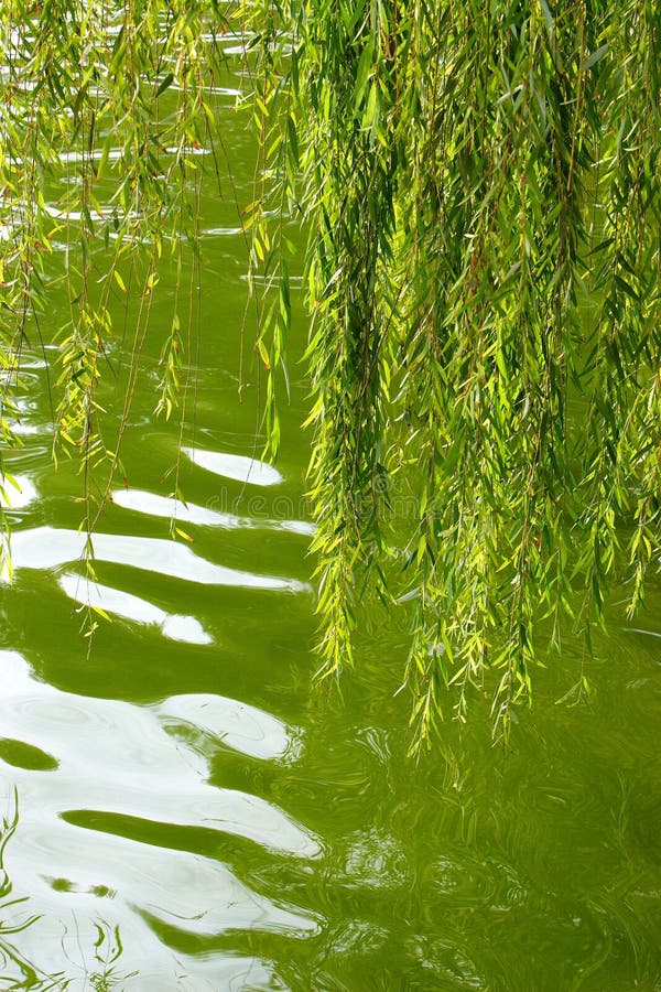 Willow branch stock image. Image of leaf, leaves, china - 2655131