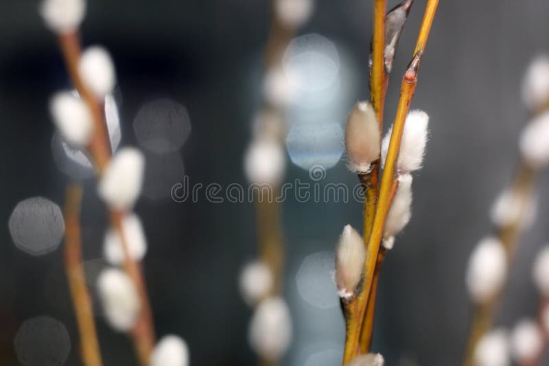 Willow Branch with Buds on a White Background Stock Image - Image of ...