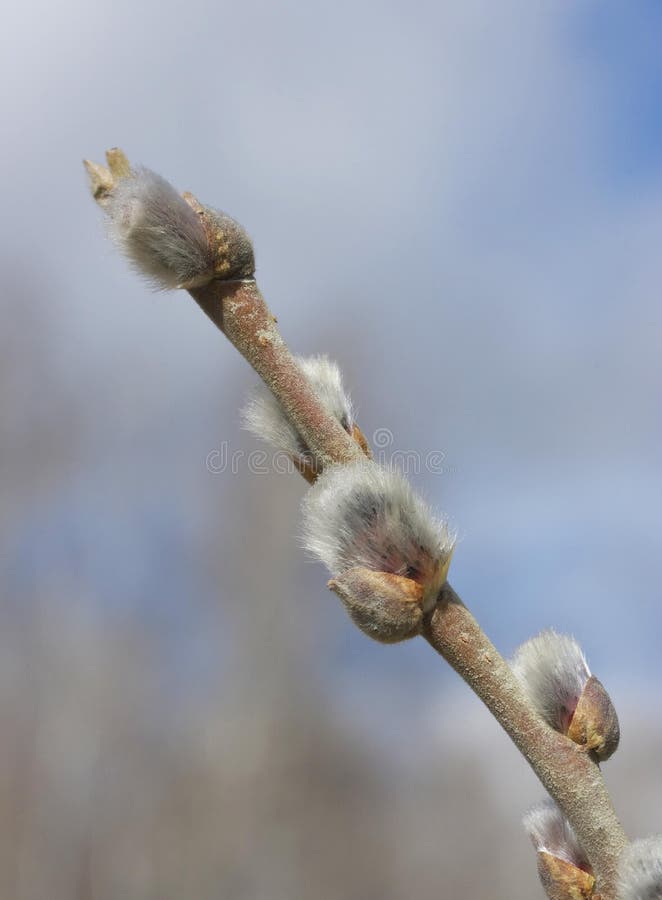 Willow branch. stock image. Image of tree, stem, blossom - 52657407
