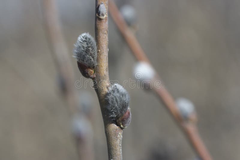 Willow branch. stock photo. Image of early, beautiful - 52739960