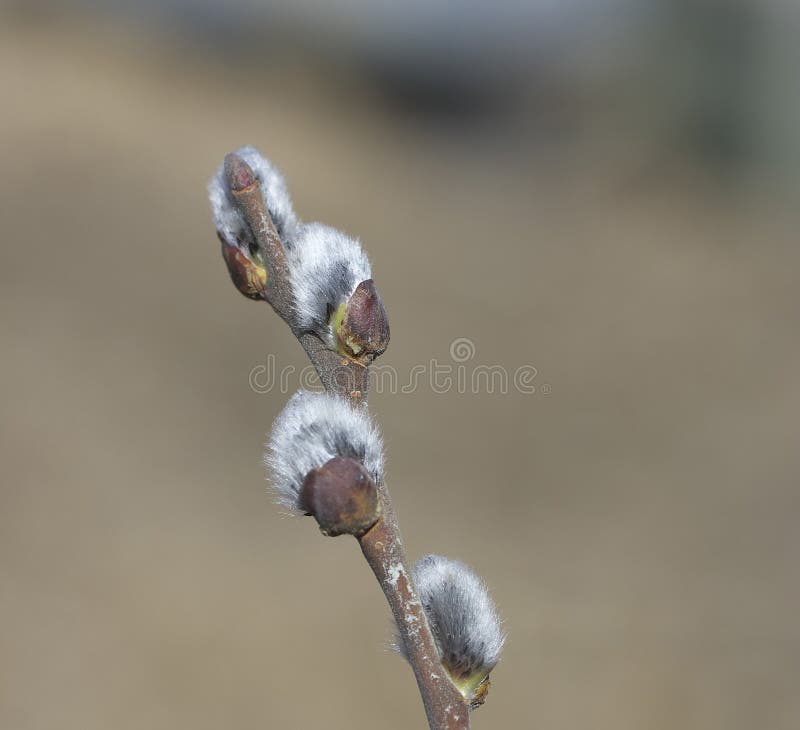 Willow branch. stock image. Image of flora, tree, bloom - 52740875