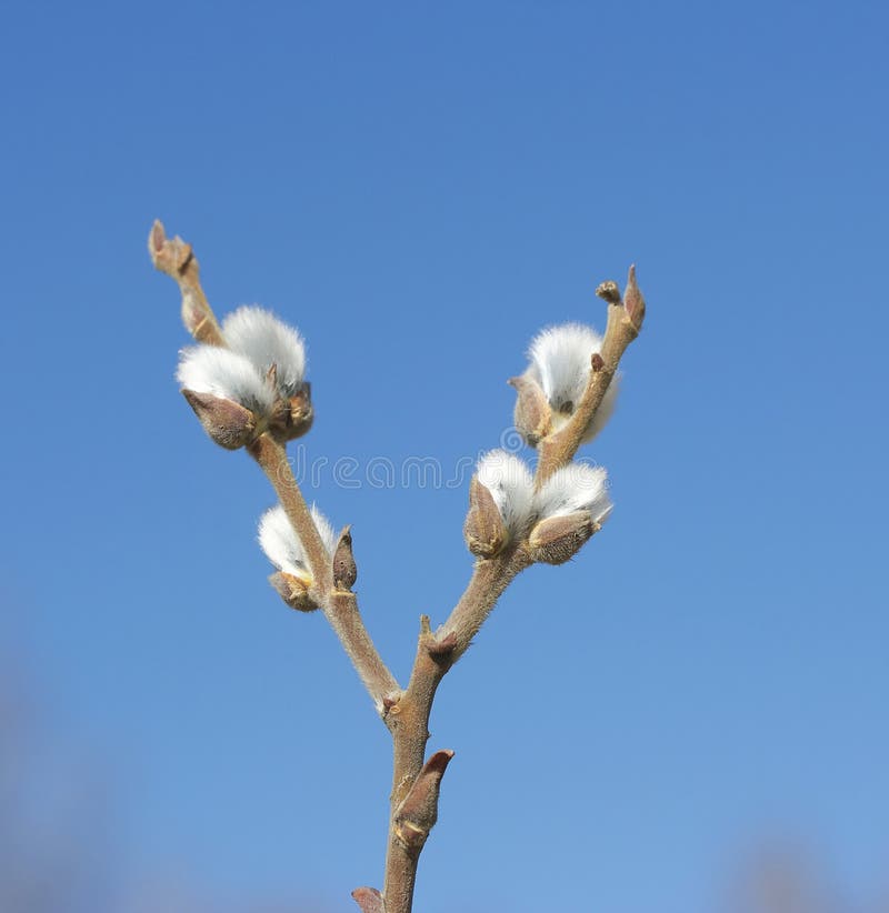 Willow branch. stock photo. Image of plant, background - 52742968