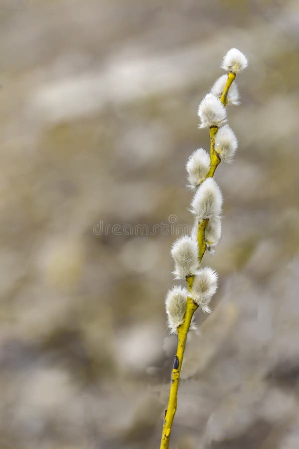 Willow Branch with Fluffy Buds Stock Image - Image of religion, church ...