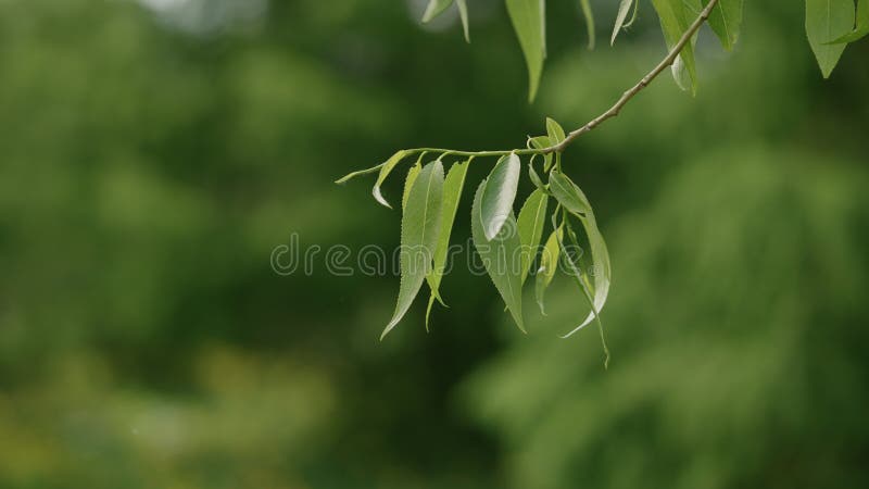 Willow Branch with Fresh Leaves in Spring Stock Image - Image of ...