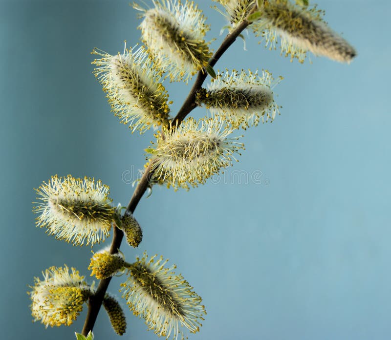Willow branch stock photo. Image of soft, plant, willow - 30793948