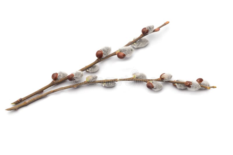 Willow Branch with Spring Catkins Isolated on a White Background ...