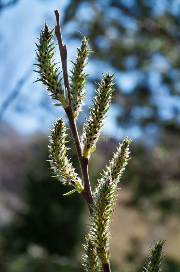 Willow branch stock photo. Image of nature, botany, yellow - 46082854