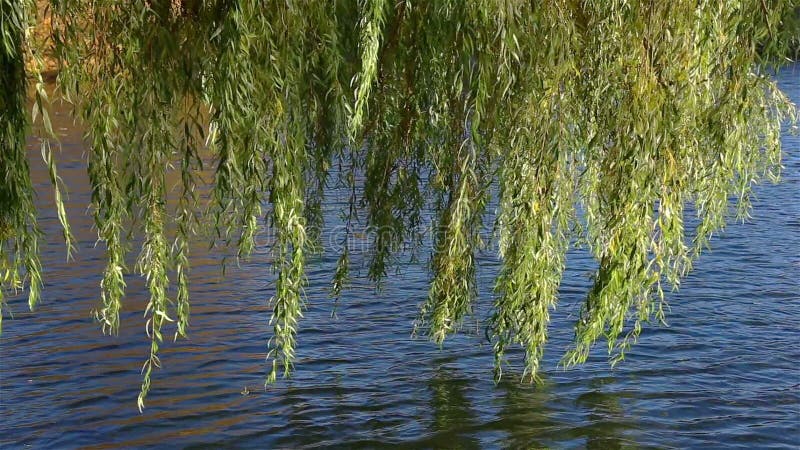 The Willow Branch Sways in the Wind Over the Water Stock Footage ...