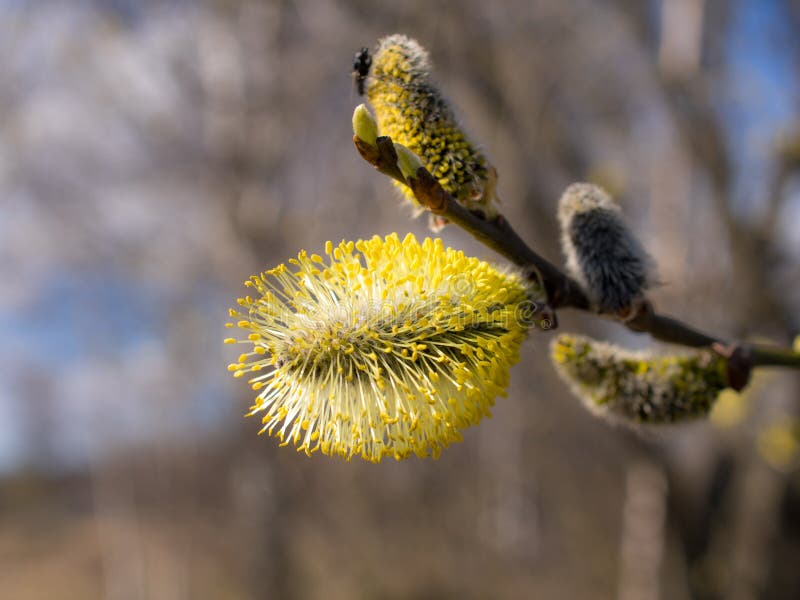 Willow Branch with Yellow Buds Stock Photo - Image of fluffy, catkin ...